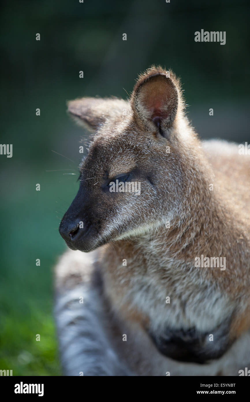 Wallaby close up head shot Stock Photo - Alamy