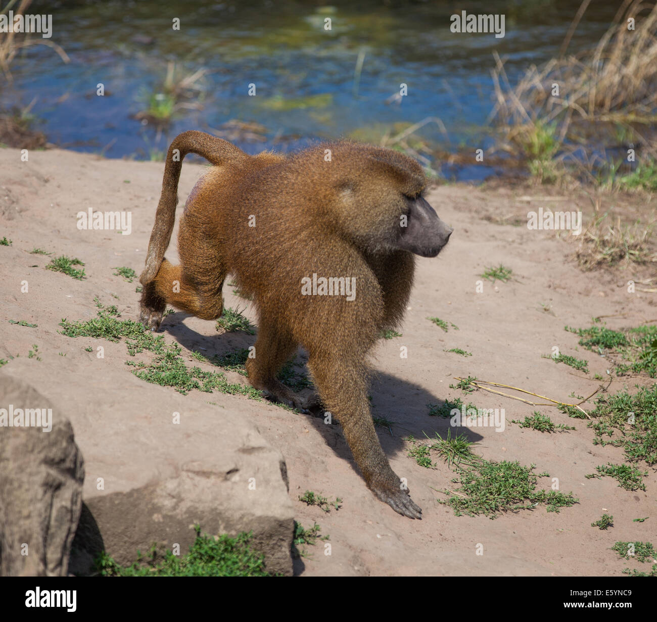 Baboon basking in the sun Stock Photo - Alamy