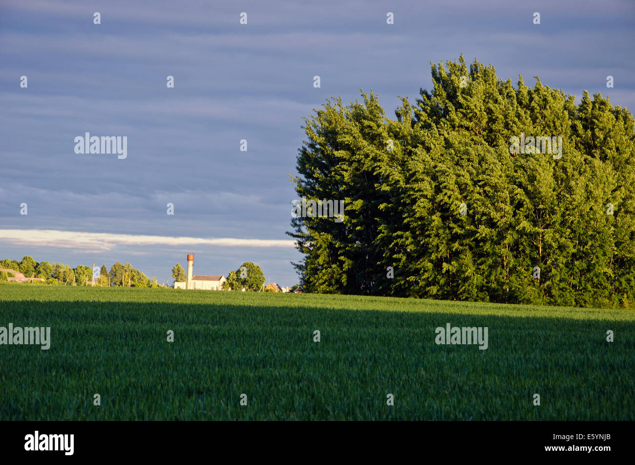 summer evening farmland landscape with crop field and farm Stock Photo ...