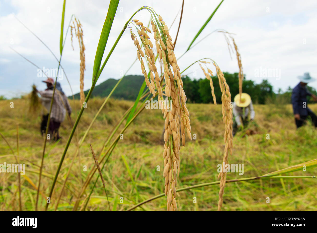 Food occupation hi-res stock photography and images - Alamy