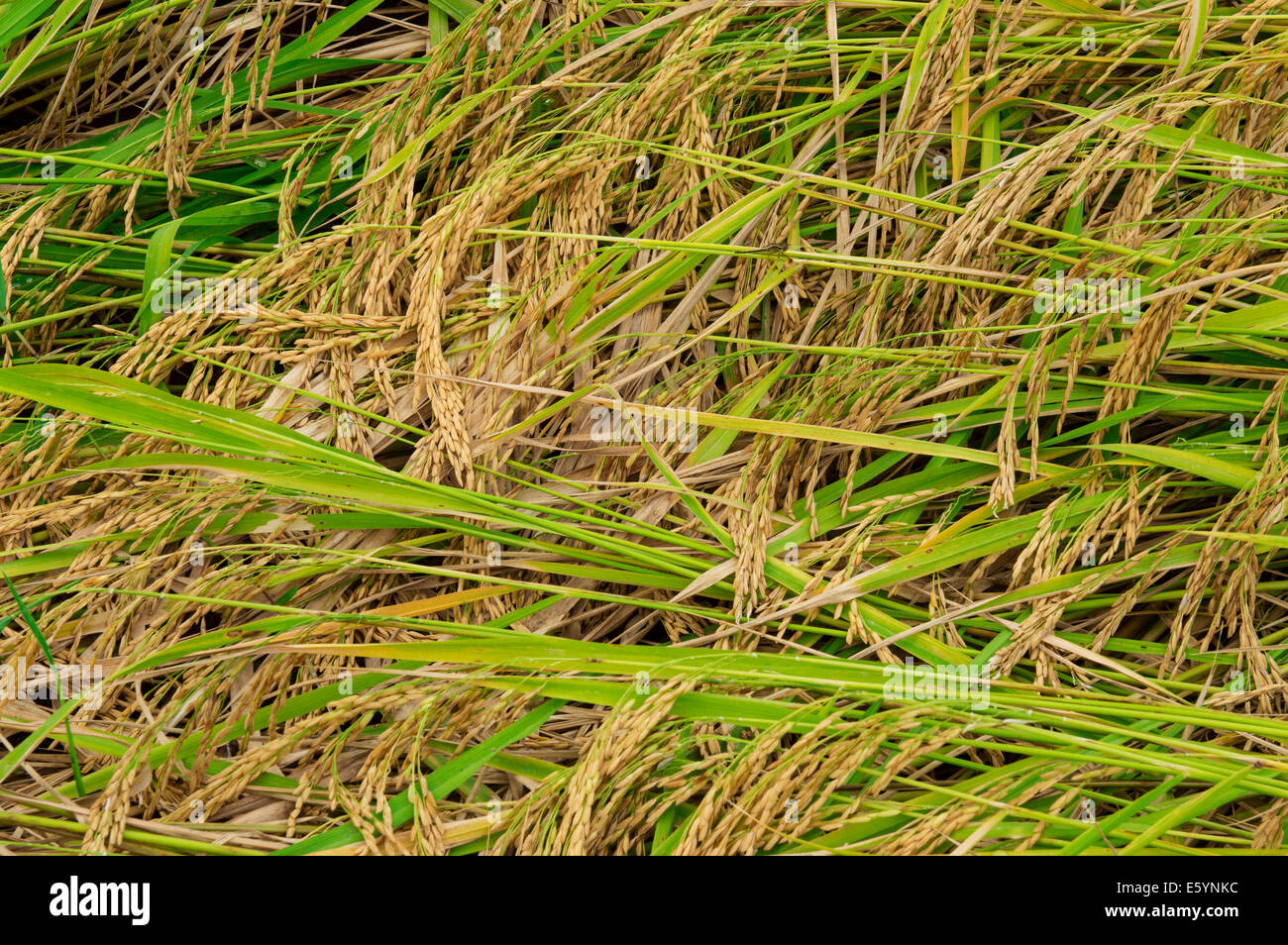 Rice industry hi-res stock photography and images - Alamy