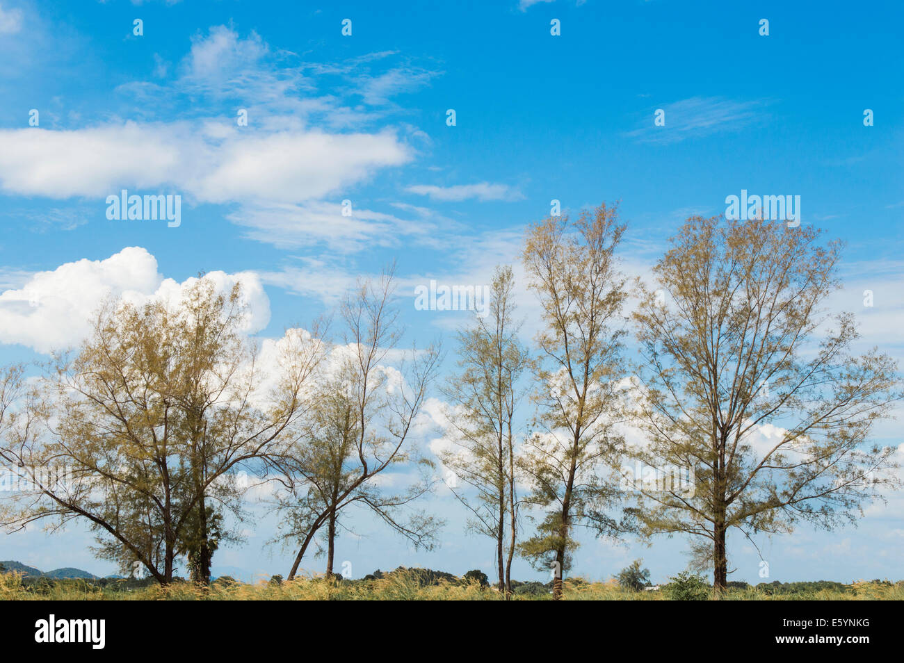 Crowded trees in forest hi-res stock photography and images - Alamy