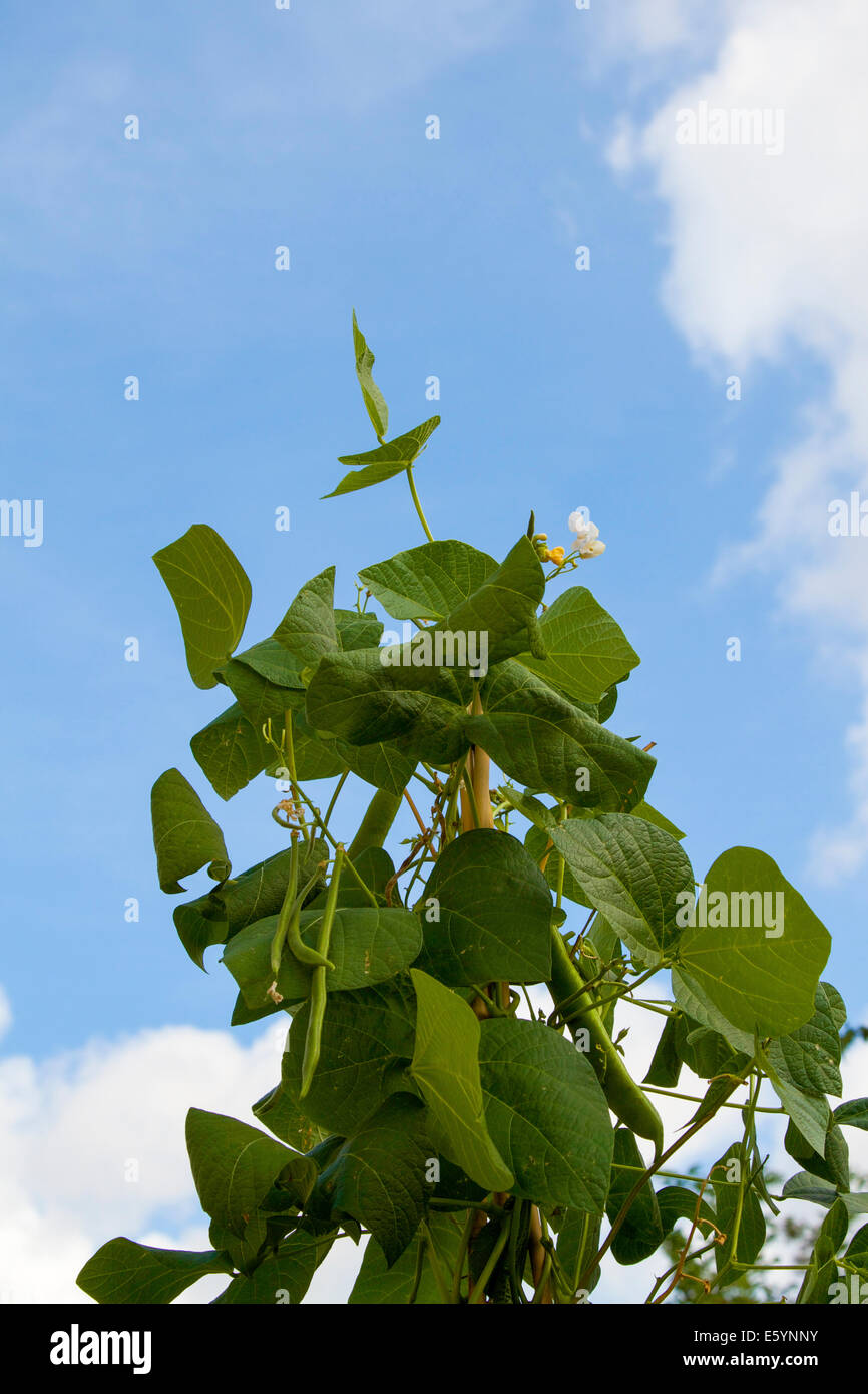 Upward photograph of a runner bean plant showing runner beans and ...