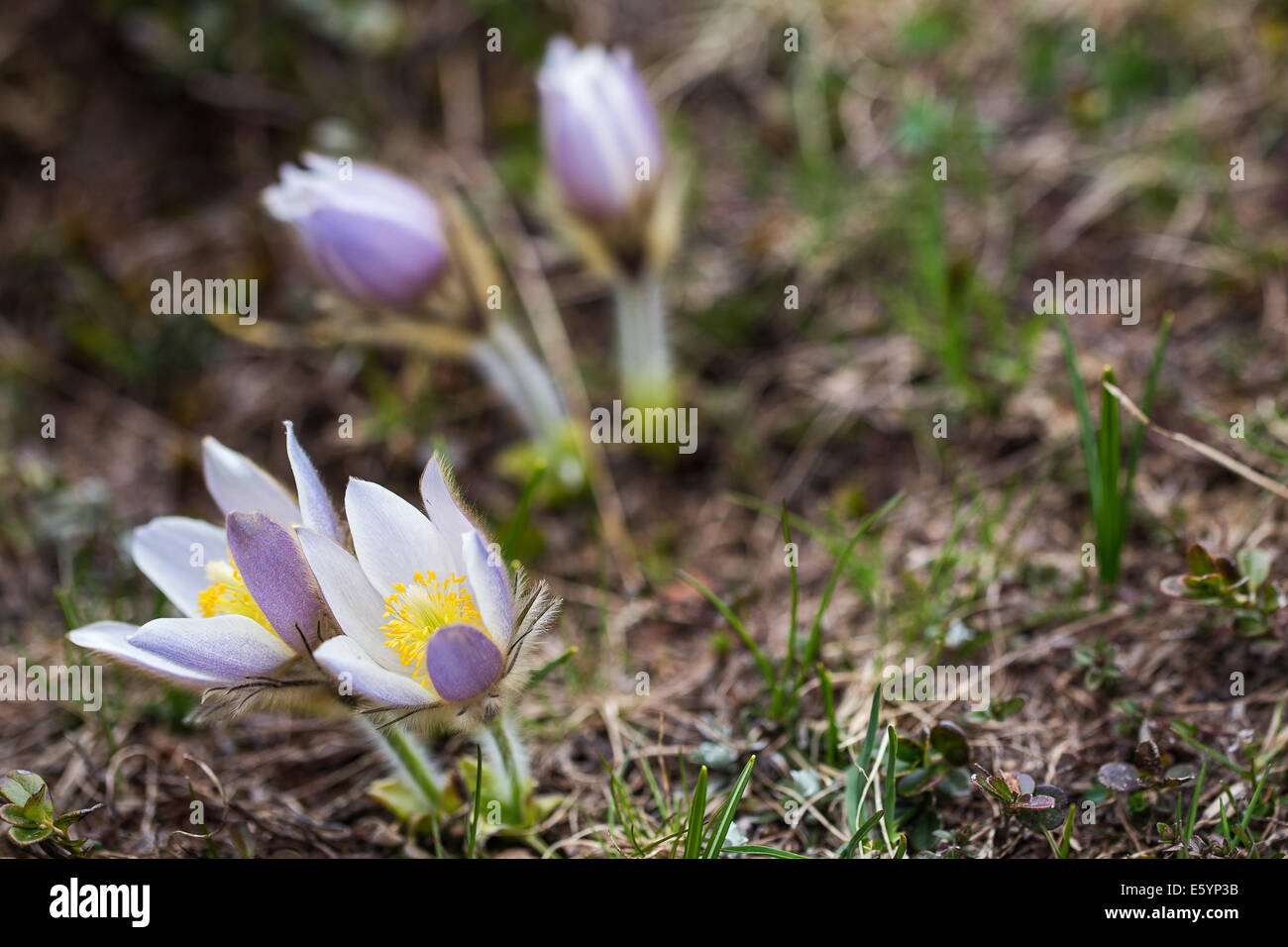 Pulsatilla vernalis. Anemone di primavera. Mountain flowers in the ...