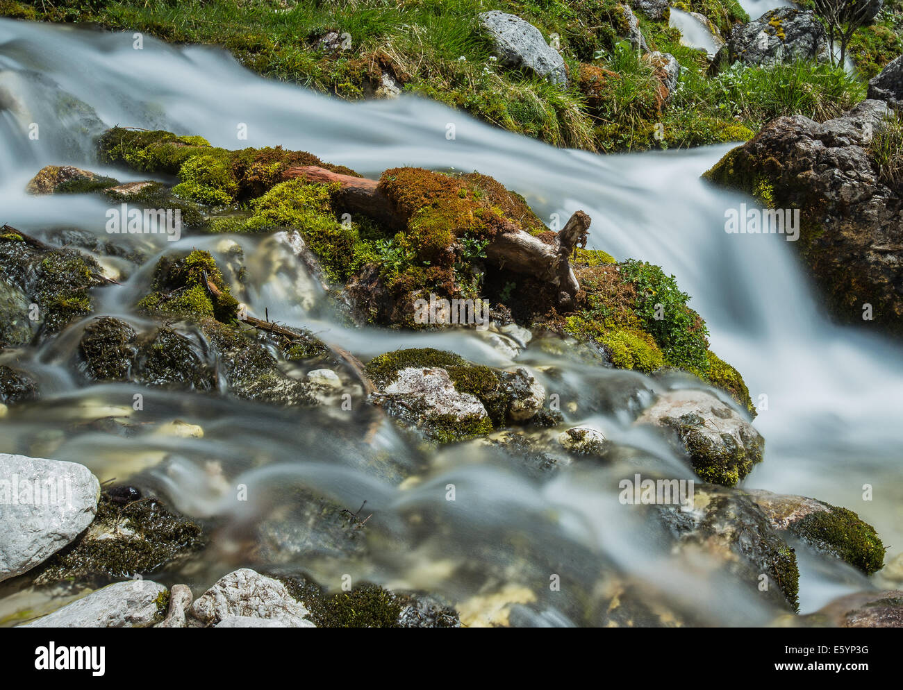 Ontano verde hi-res stock photography and images - Alamy