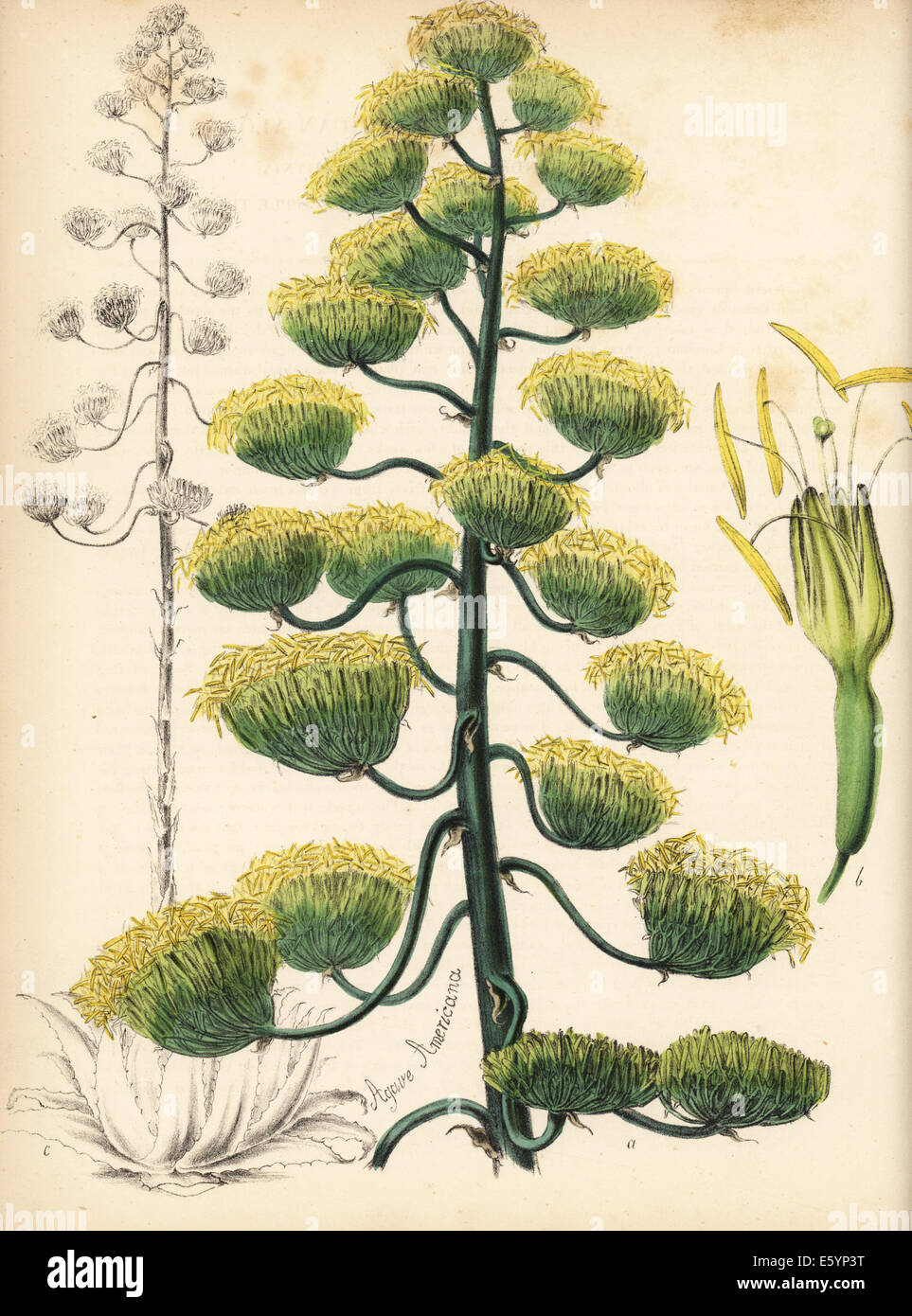 American aloe or century plant, Agave americana Stock Photo - Alamy