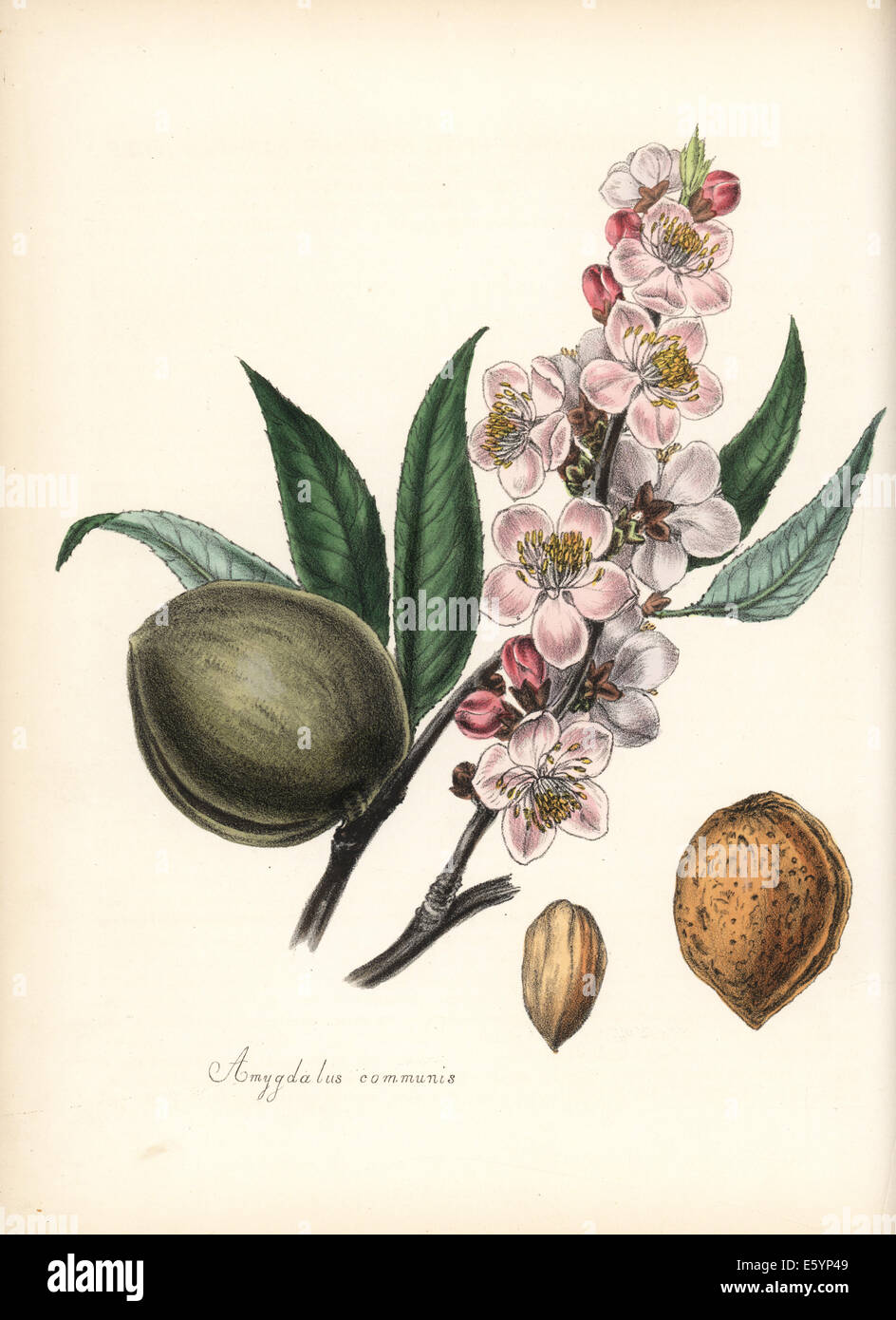 Common almond, Prunus amygdalus Stock Photo - Alamy