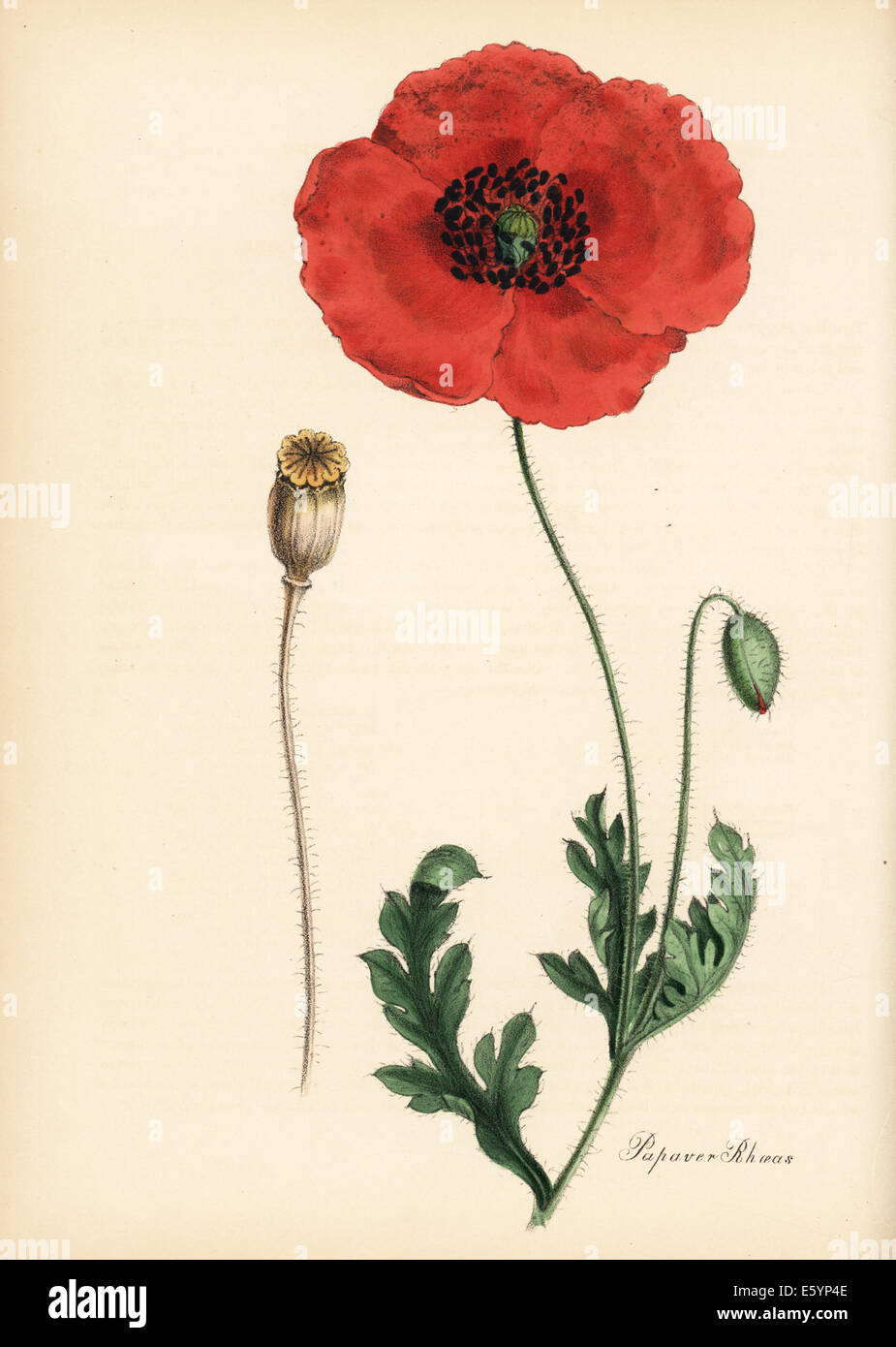 Poppies Botanical Illustration