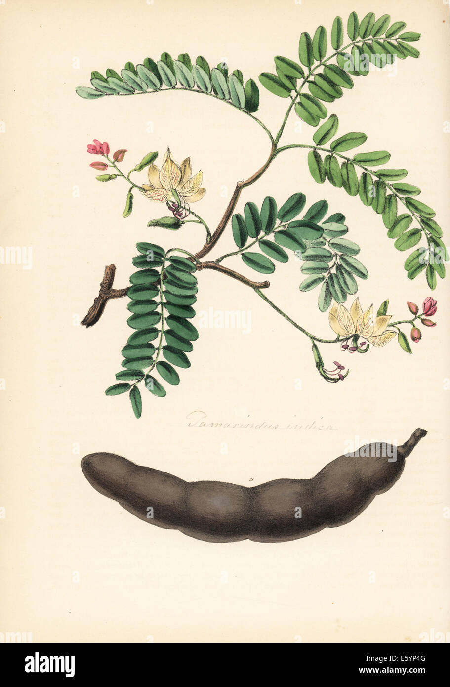 Tamarind, Tamarindus indicus, with flower, leaf, branch and seedpod ...