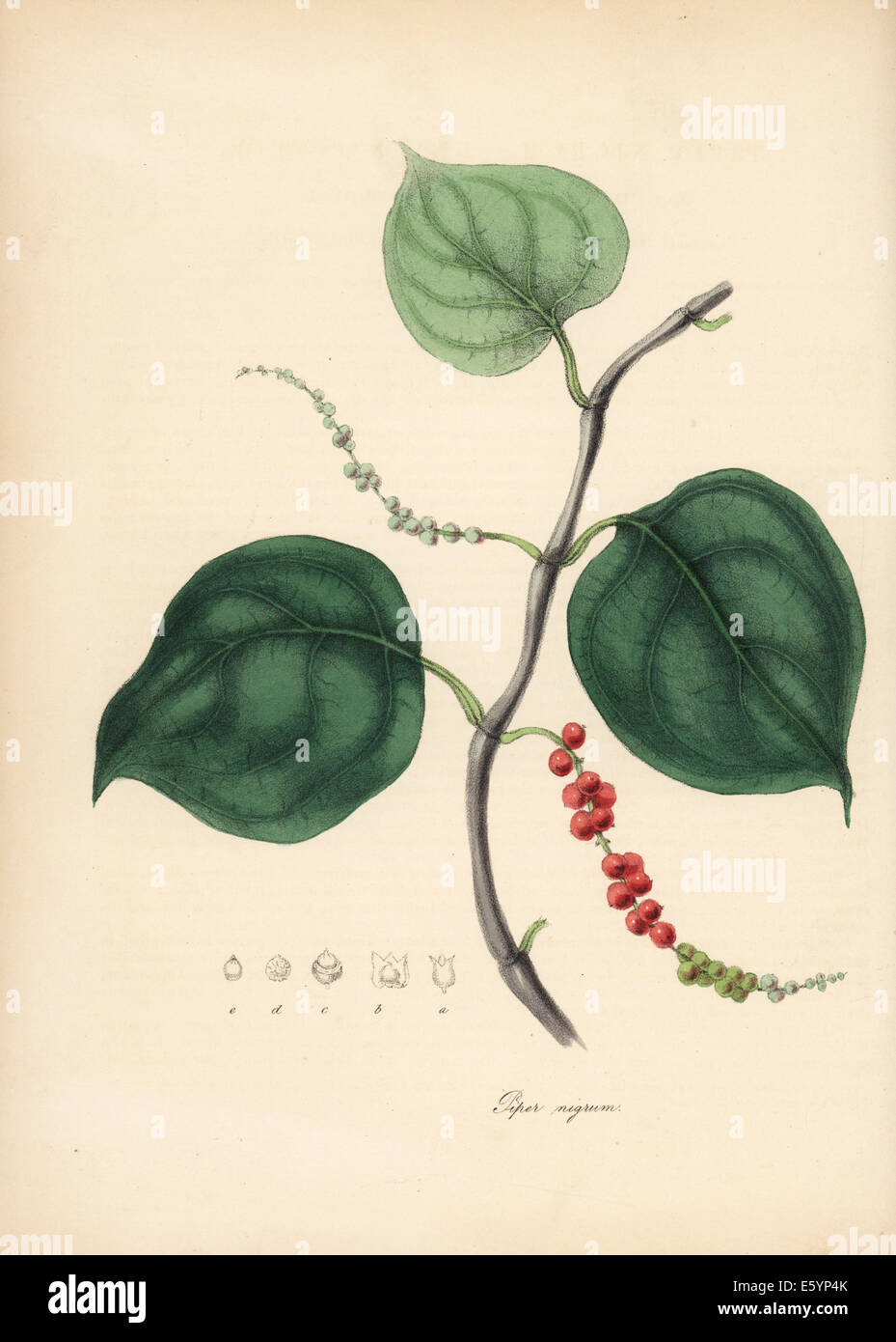 Black pepper, Piper nigrum, with leaf, stem and ripe peppercorn Stock ...