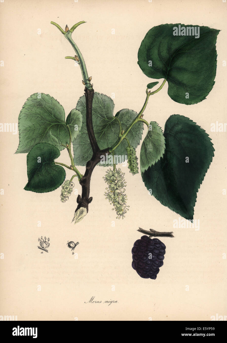 Common mulberry tree, Morus nigra, with flower, leaf, and ripe fruit ...