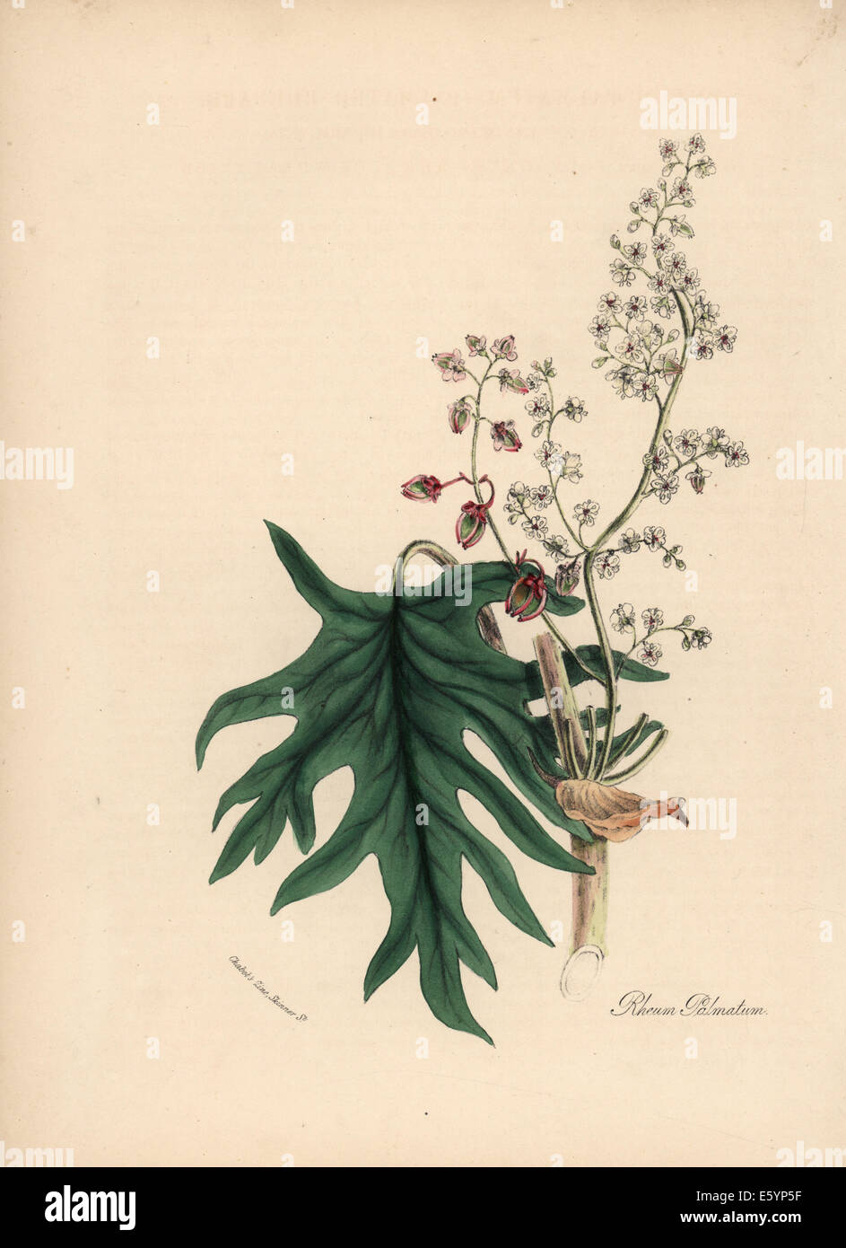Palmated rhubarb, Rheum palmatum, with flower, stalk and leaf Stock ...