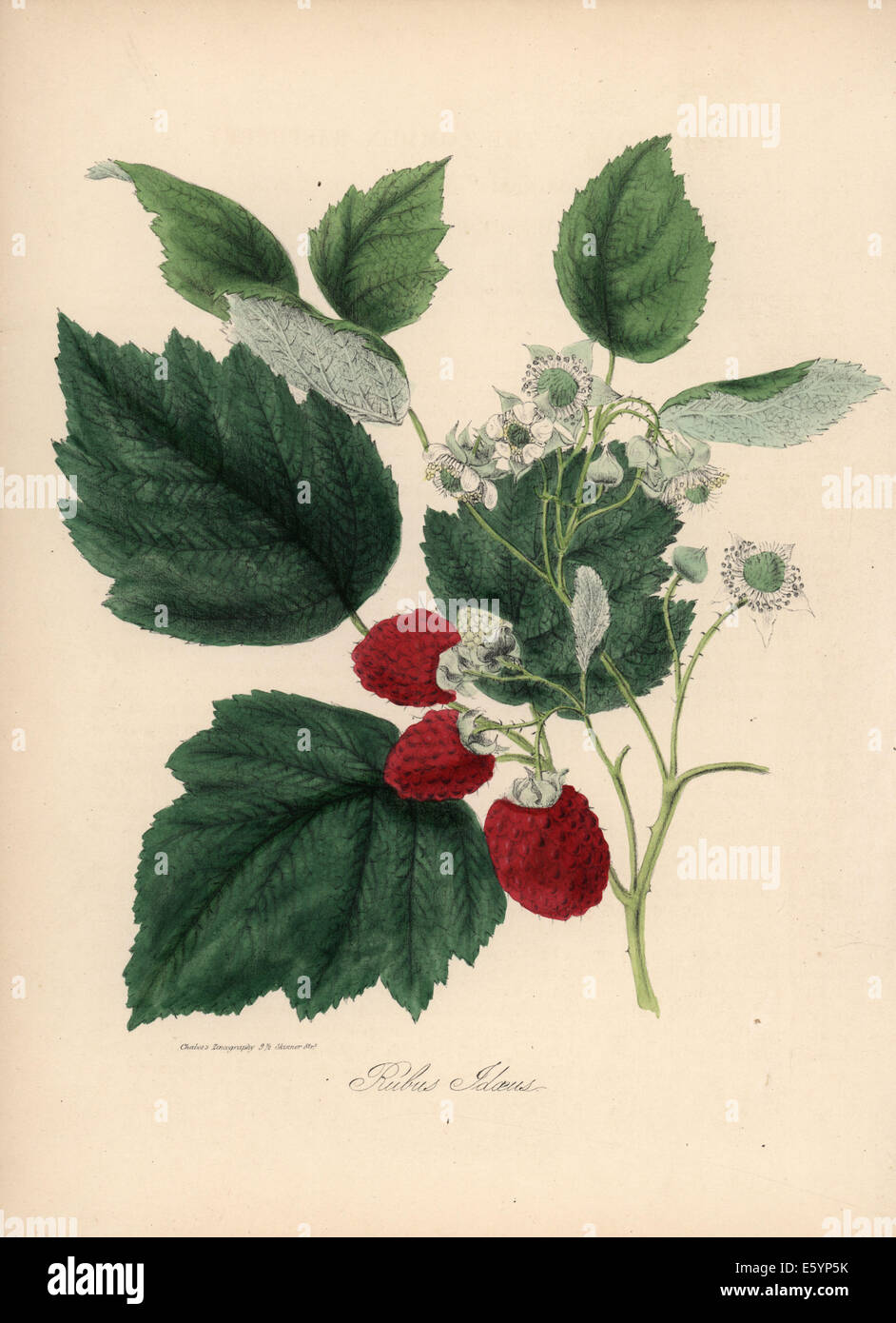 Rubus idaeus botanical illustration hi-res stock photography and images ...