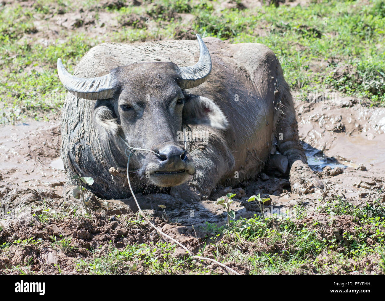 buffalo lying in the mud Stock Photo - Alamy