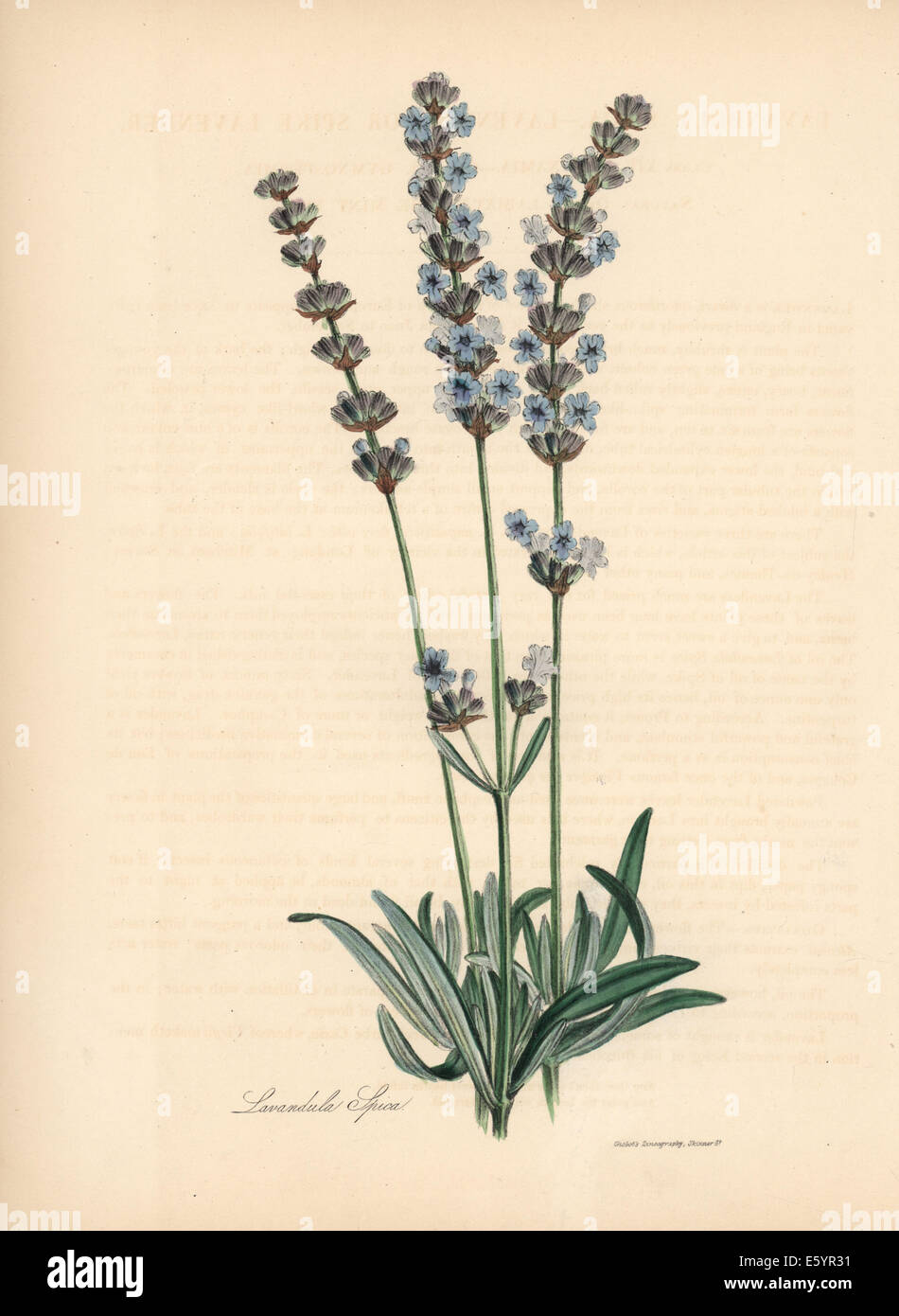 Spica lavendula hi-res stock photography and images - Alamy