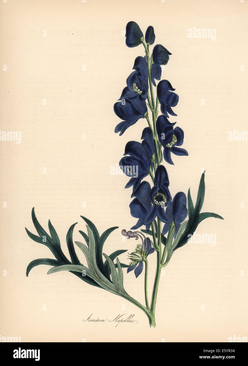 Wolfsbane hi-res stock photography and images - Alamy