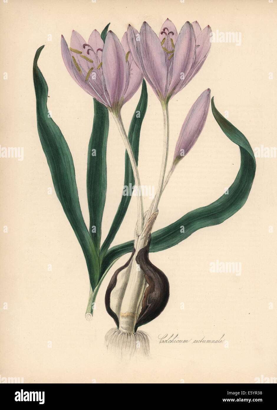Botanical illustration of colchicum autumnale hi-res stock photography ...