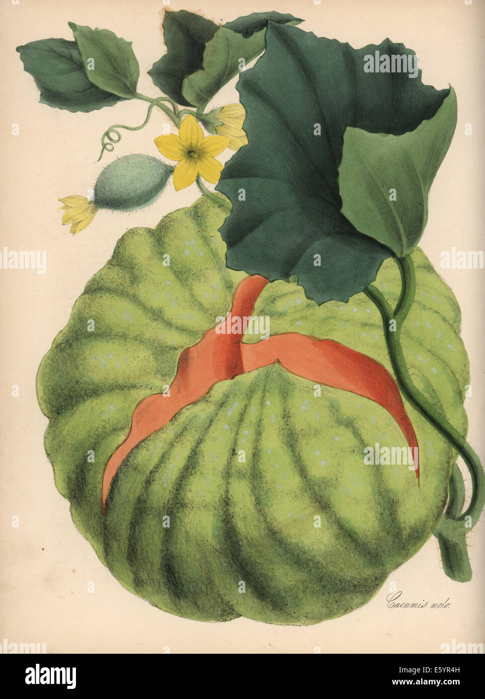 Muskmelon, Cucumis melo, with flower, leaf, fruit and tendril Stock ...