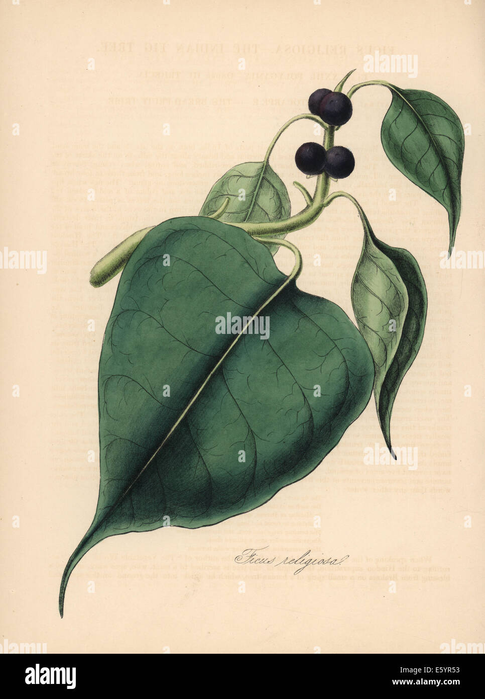 Sacred fig, Ficus religiosa Stock Photo - Alamy