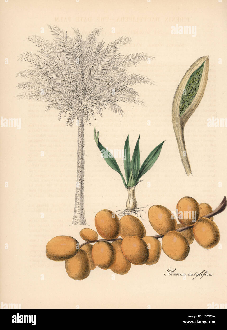 Date palm, Phoenix dactylifera, palm tree, leaf, bulb and ripe fruit ...