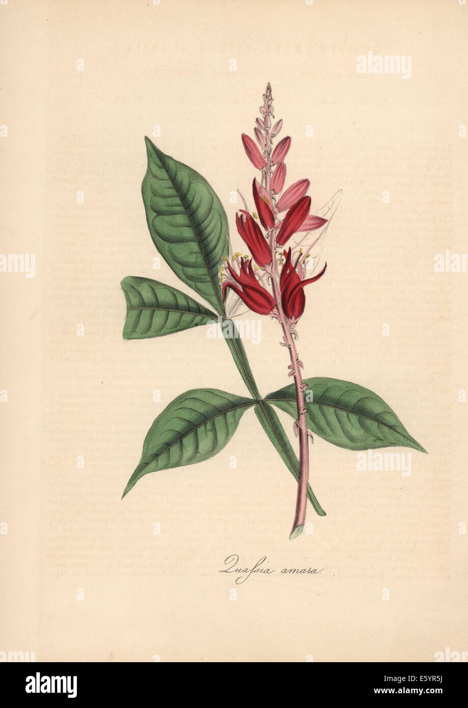 Quassia hi-res stock photography and images - Alamy