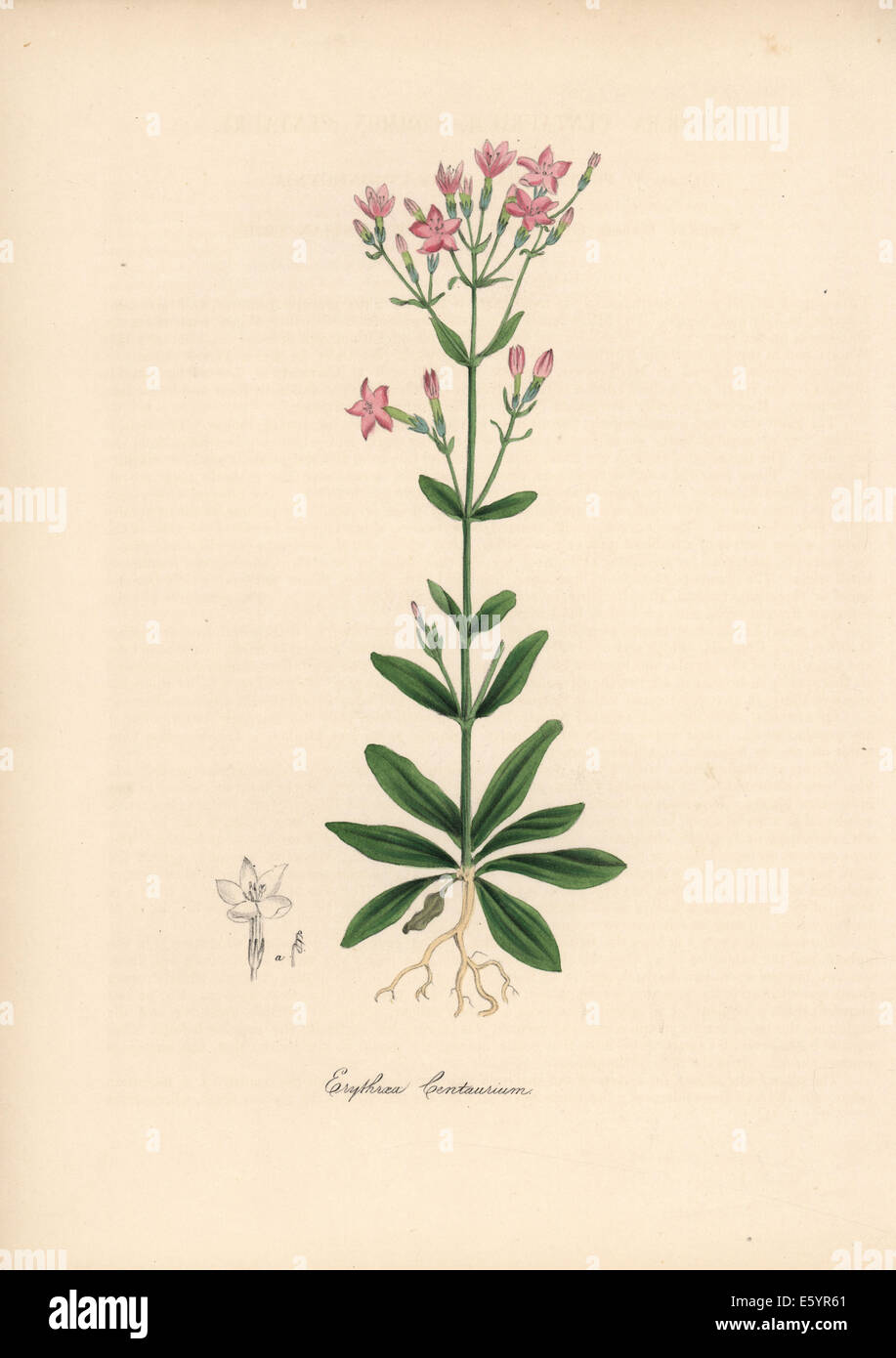 Common centaury, Centaurium erythraea Stock Photo - Alamy