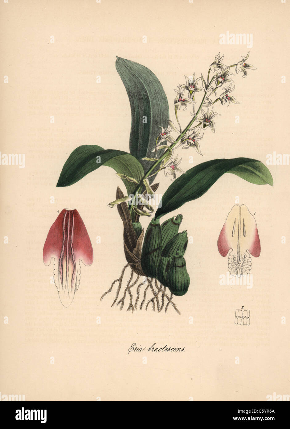 Bracted orchid hi-res stock photography and images - Alamy