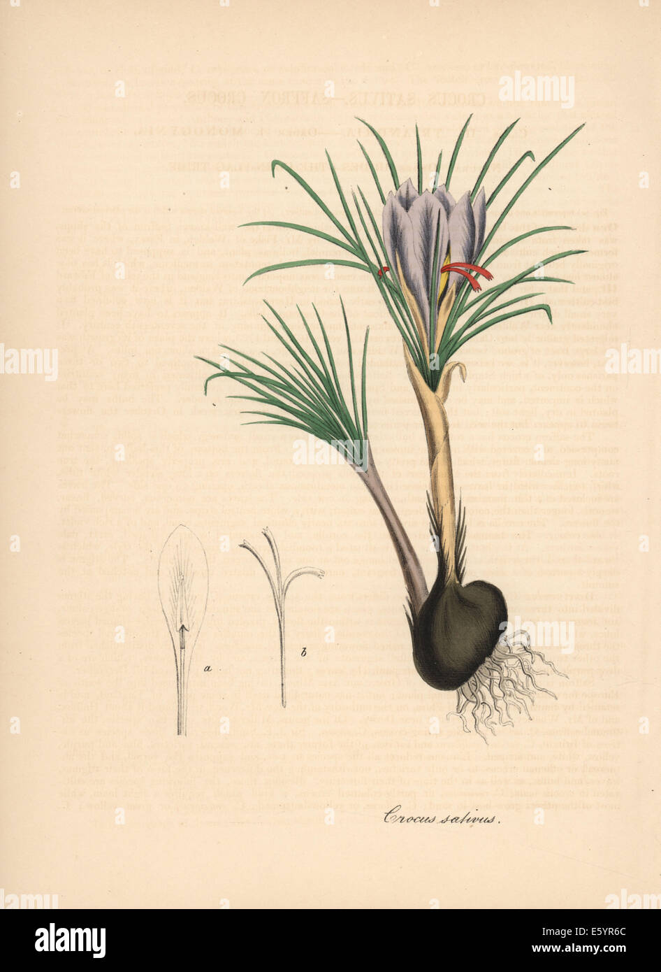 Saffron crocus, Crocus sativus, with flower, leaf, bulb and stamen ...