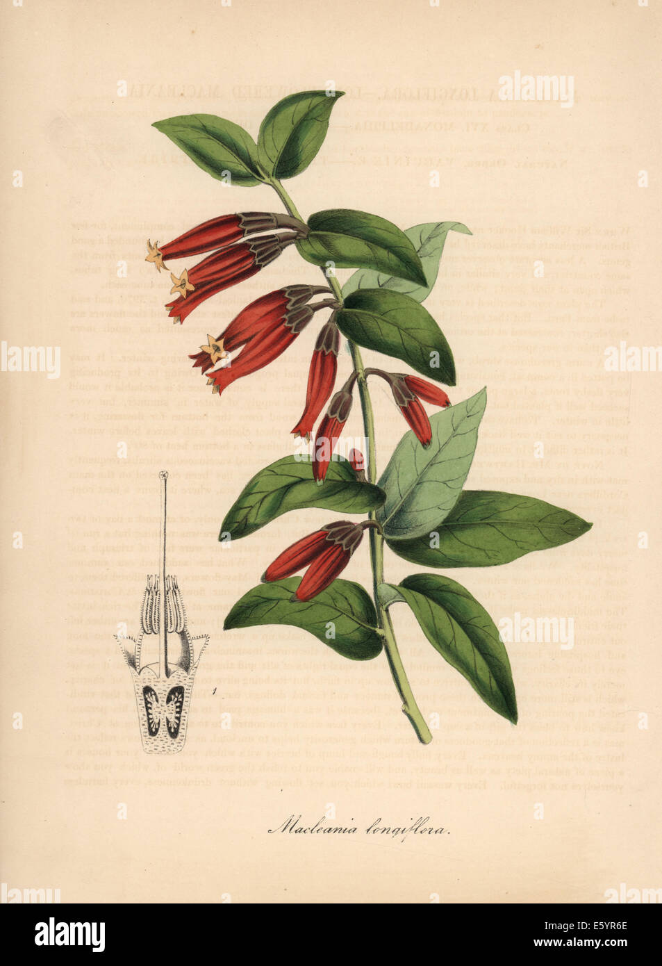 Long-flowered macleania, Macleania insignis Stock Photo - Alamy