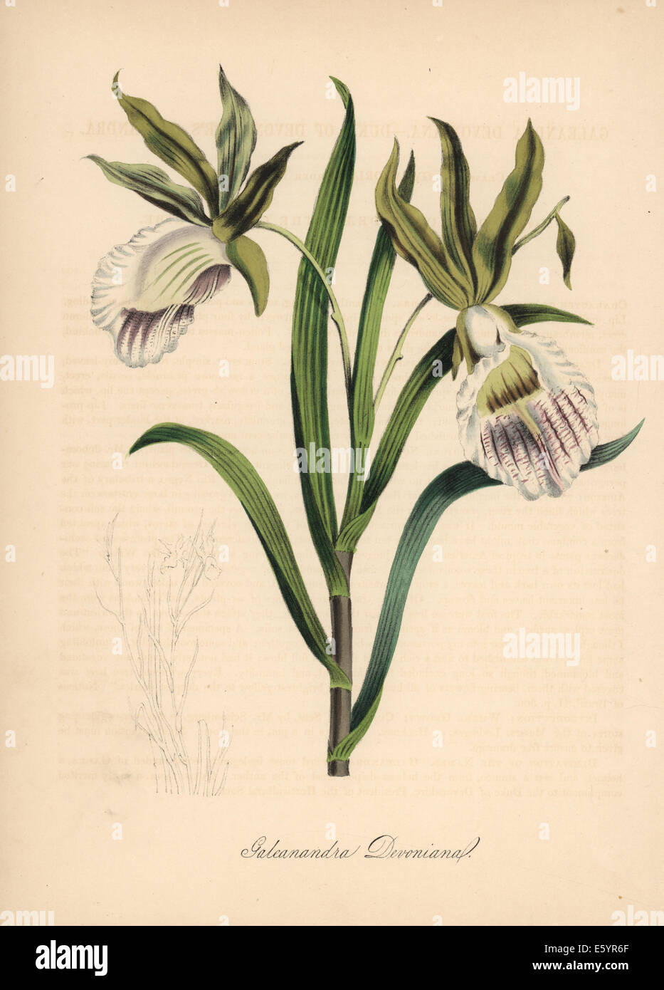 Galeandra devoniana hi-res stock photography and images - Alamy