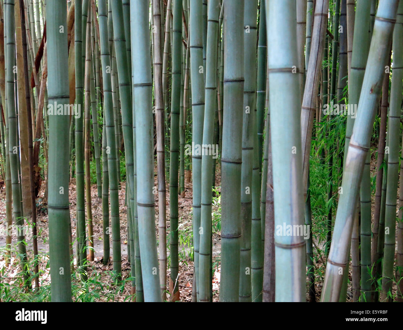 Bamboo Forest, Leaming's Run Gardens, Swainton, New Jersey, USA Stock ...