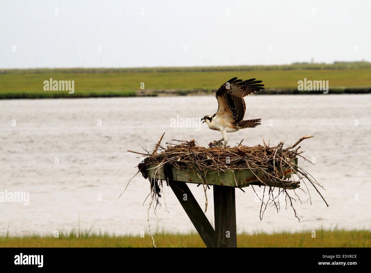 An Osprey fledgling, Pandion haliaetus, spreding its wings on its nest ...