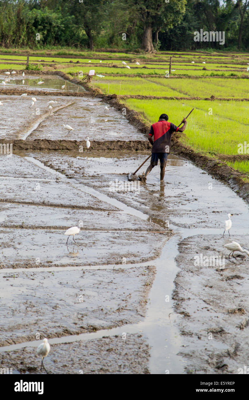 Rice field in Dambulla, Sri Lanka Stock Photo - Alamy