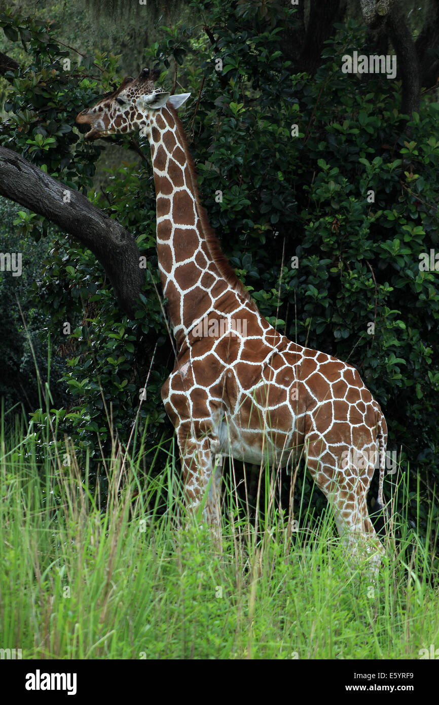 Giraffe eating leaves from tree hi-res stock photography and images - Alamy