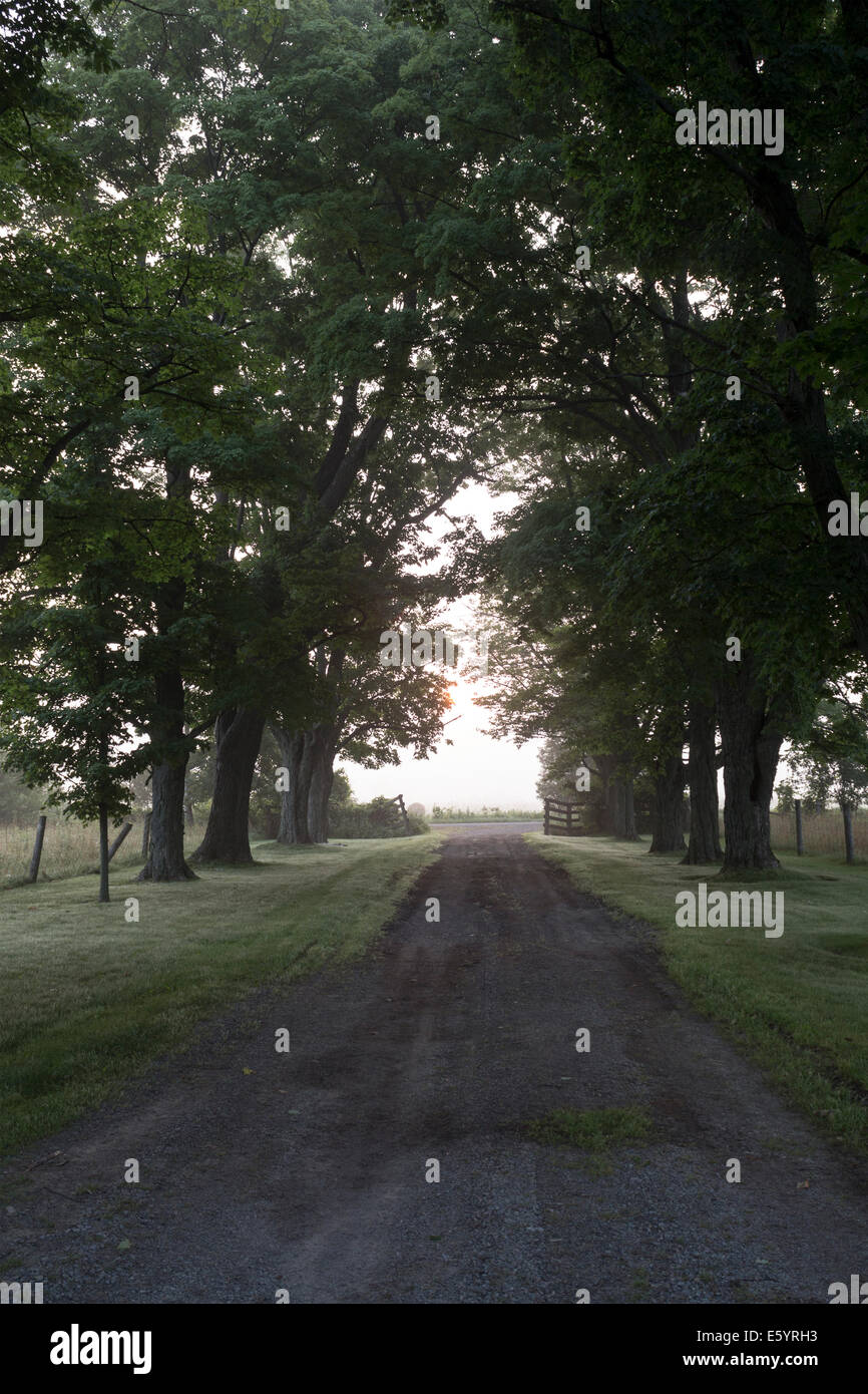 View down a farm driveway lined in maple trees in the early morning as ...