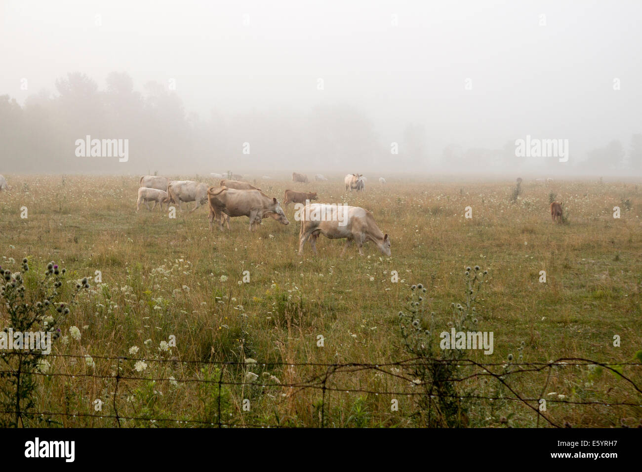 Cows grazing in the fog in the early morning mist in farm field Stock ...