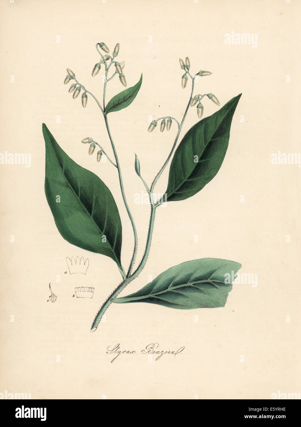 Benjamin tree, Styrax benzoin Stock Photo - Alamy