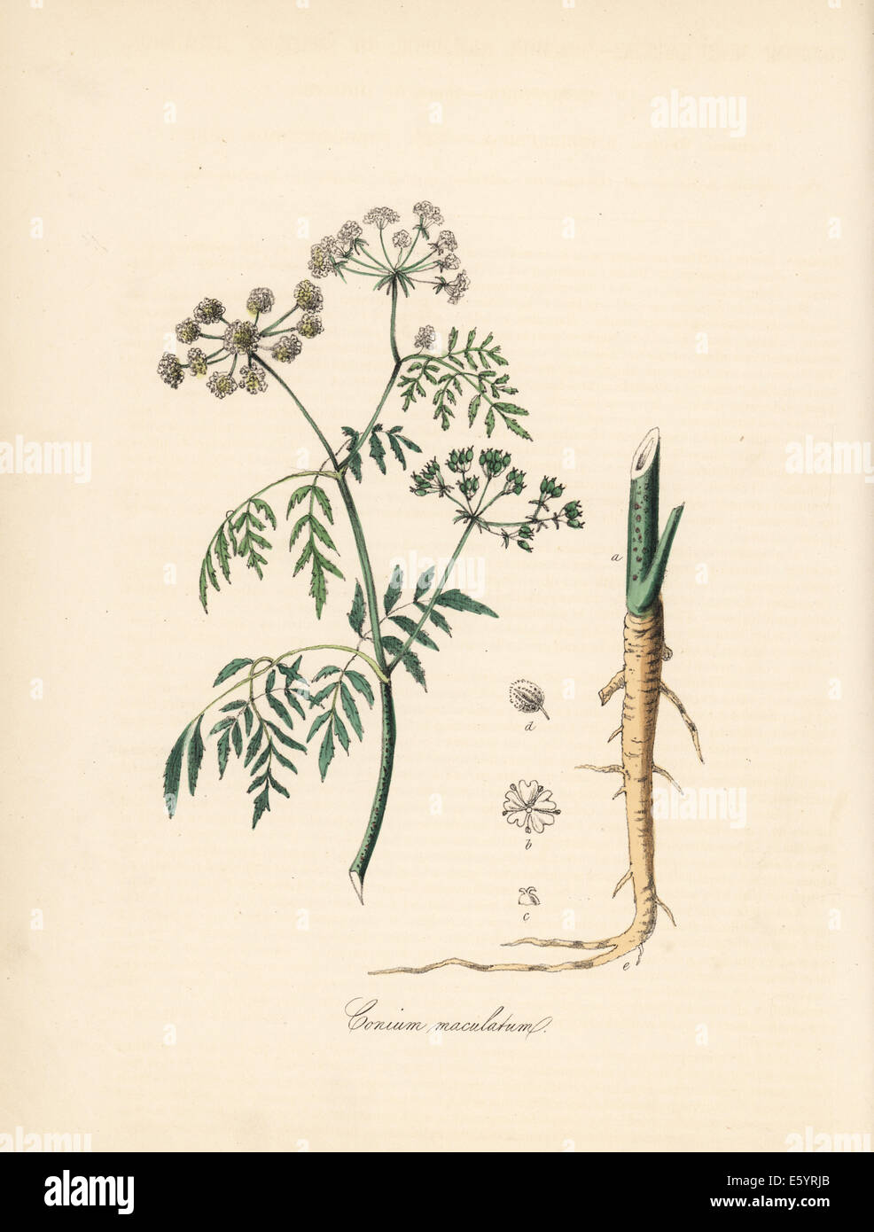 Common, greater, spotted or poison hemlock, Conium maculatum Stock ...