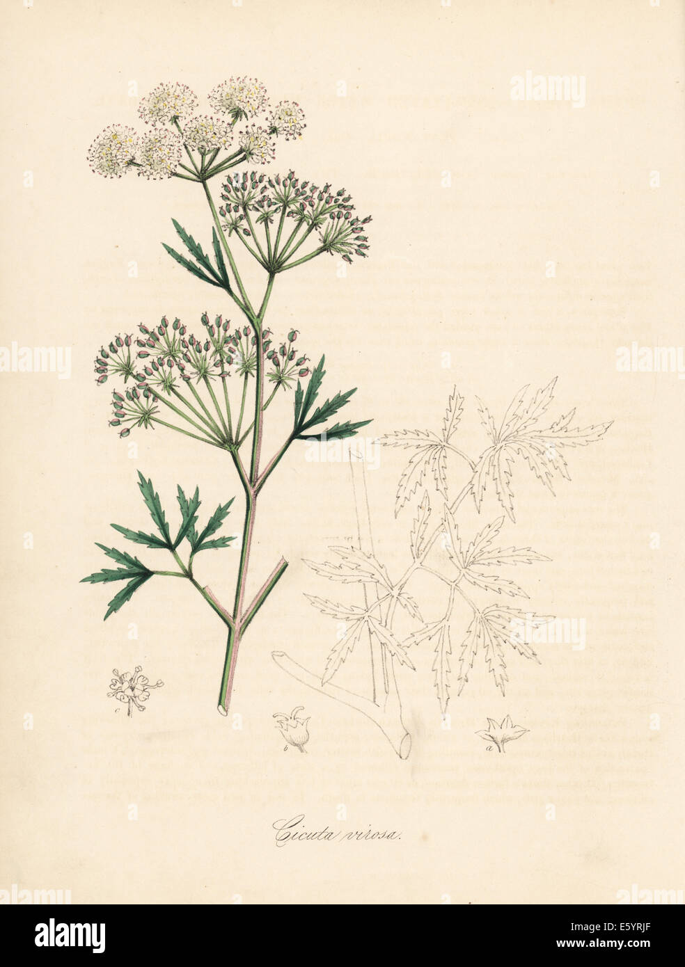 Long-leaved water hemlock or cowbane, Cicuta virosa Stock Photo - Alamy