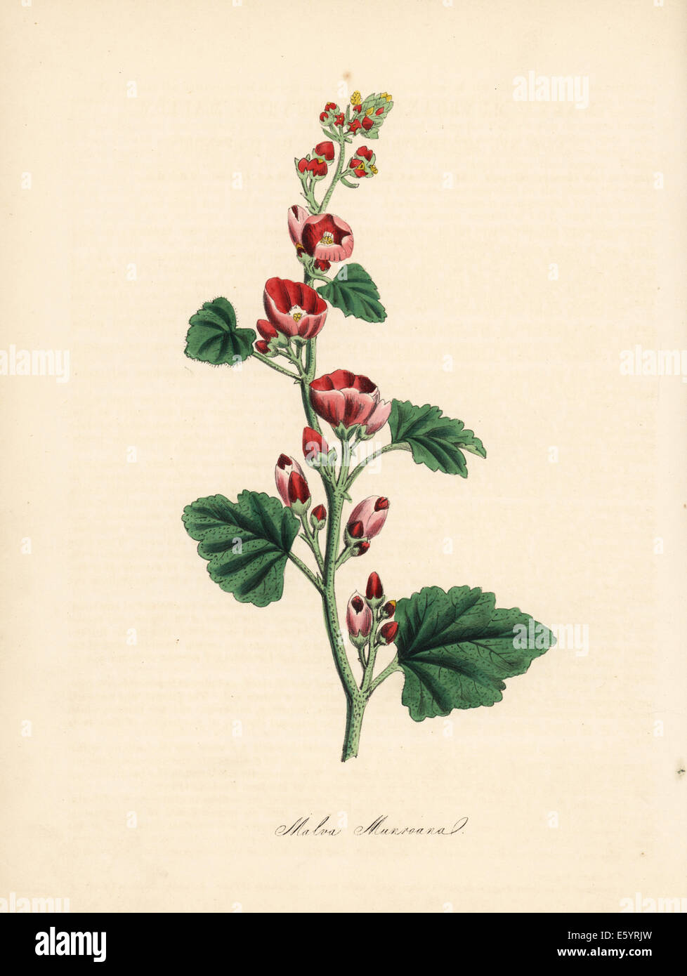 Munro's globemallow, Sphaeralcea munroana Stock Photo - Alamy