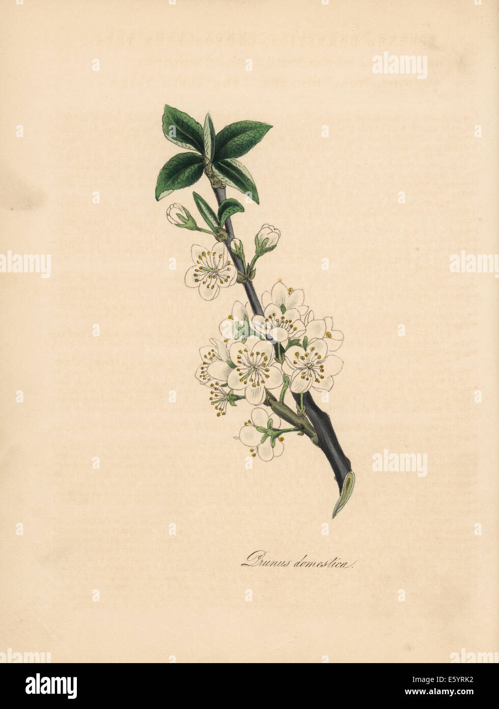 Common plum tree, Prunus domestica Stock Photo - Alamy