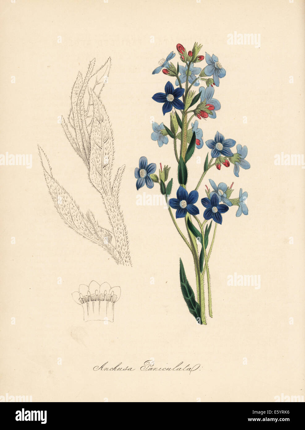 Italian bugloss, Anchusa azurea Stock Photo - Alamy