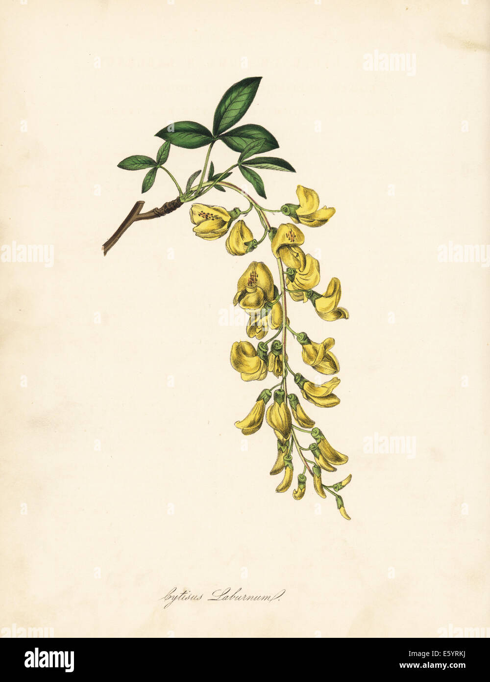 Laburnum Cytisus Laburnum High Resolution Stock Photography and Images ...