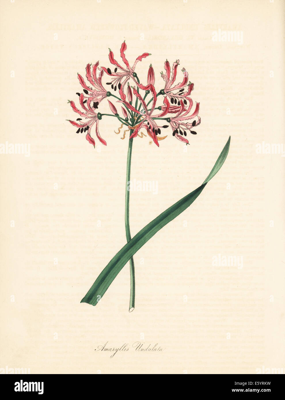 Waved flowered amaryllis hi-res stock photography and images - Alamy