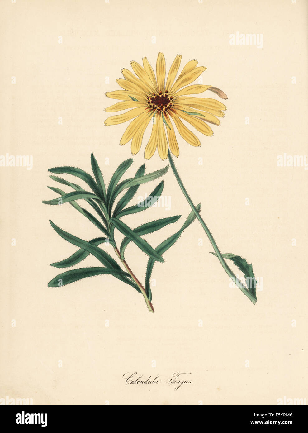 Glandular Cape marigold, Dimorphotheca sinuata Stock Photo - Alamy