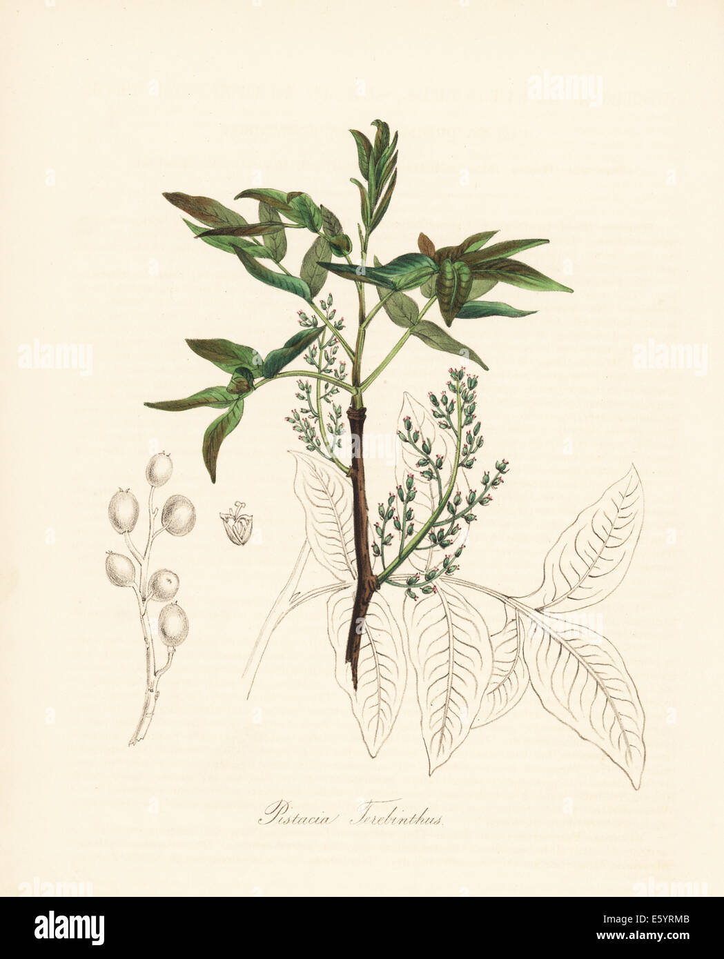 Terebinth tree or chian turpentine tree, Pistacia terebinthus Stock ...