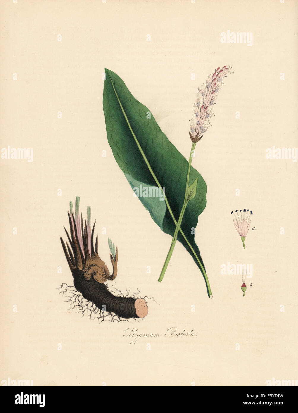 Great bistort or snakeweed, Polygonum bistorta, flower, leaf and root ...