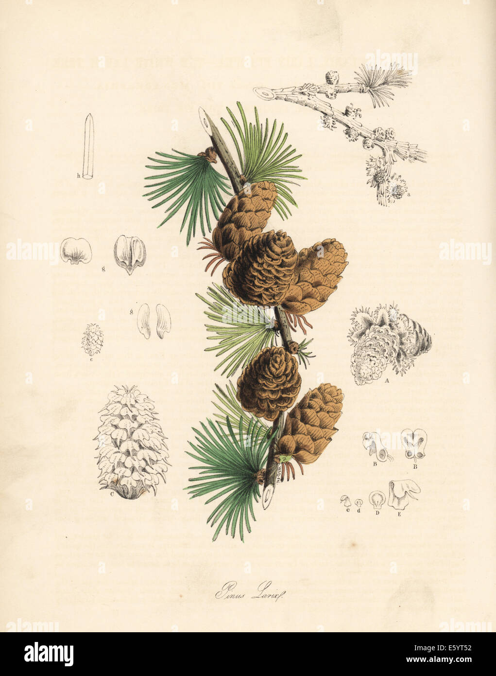 White larch tree, Larix decidua, leaf, branch and pine cone Stock Photo ...
