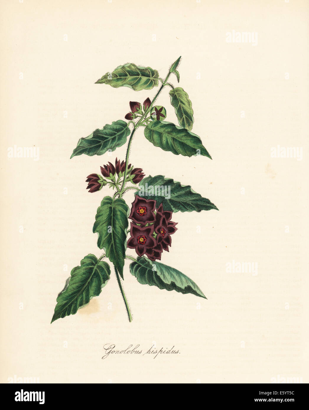 Hispid gonolobus, Gonolobus hispidus Stock Photo - Alamy