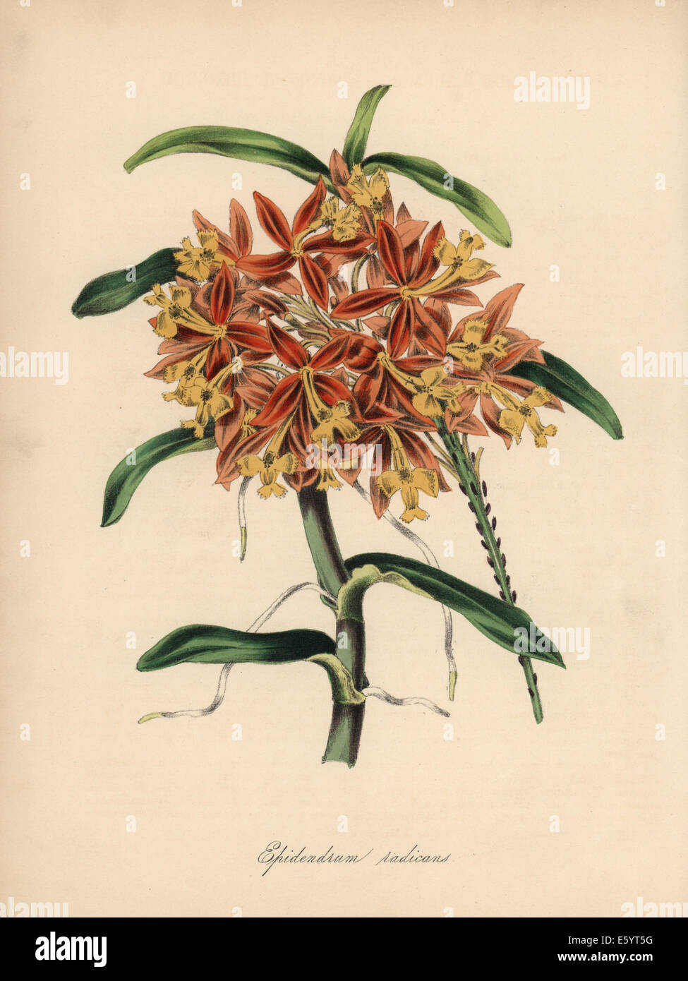 Rooting epidendrum or fire-star orchid, Epidendrum radicans Stock Photo ...